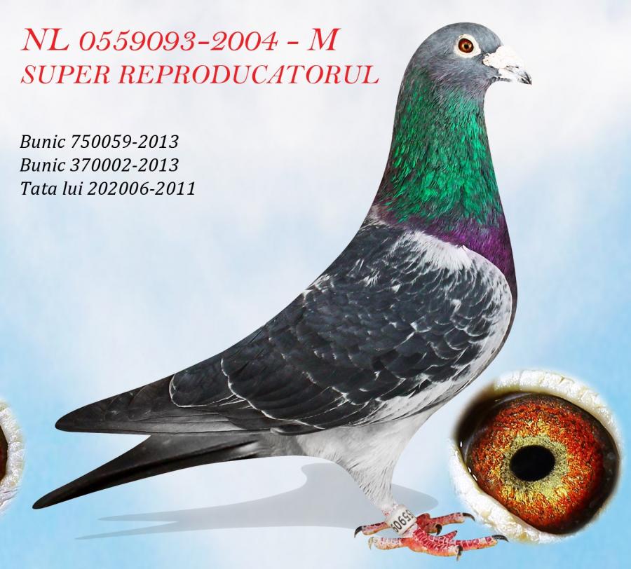 Columbofil.net - Licitatii porumbei