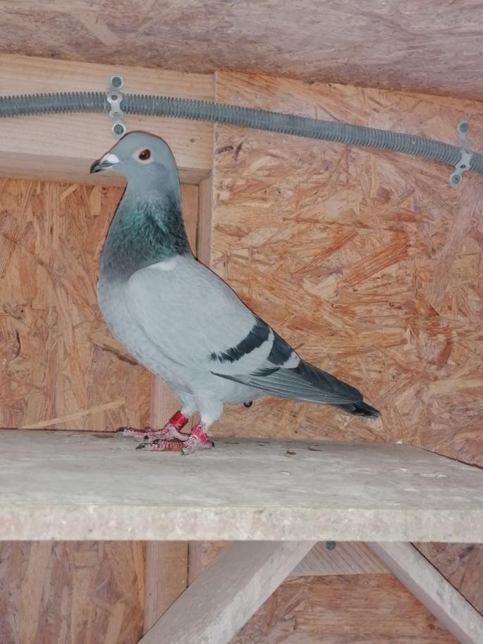 Columbofil.net - Licitatii porumbei