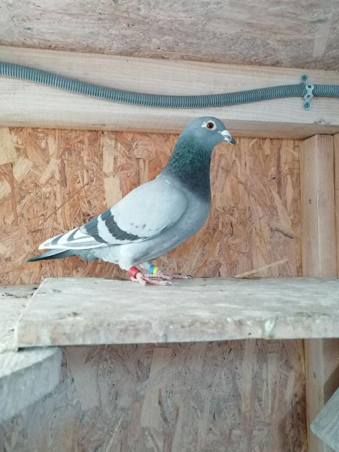 Columbofil.net - Licitatii porumbei