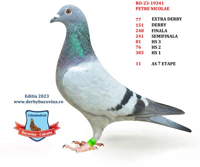 Columbofil.net - Licitatii porumbei