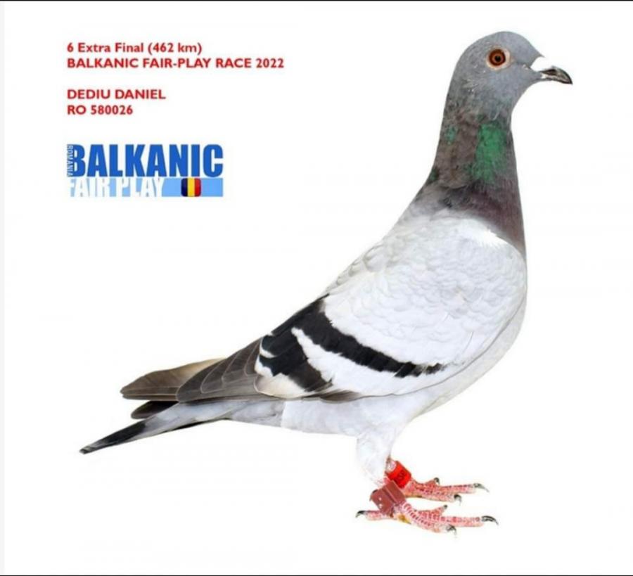 Columbofil.net - Licitatii porumbei