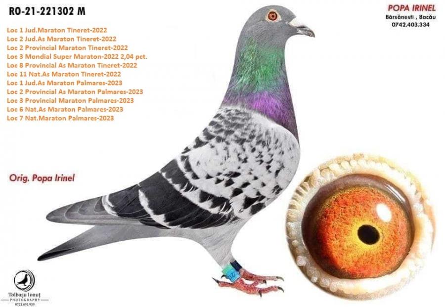 Columbofil.net - Licitatii porumbei