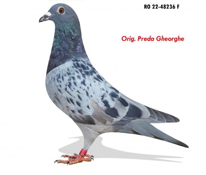 Columbofil.net - Licitatii porumbei