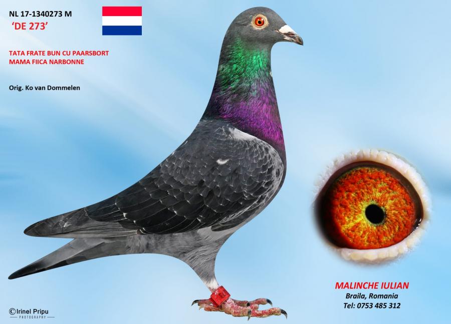 Columbofil.net - Licitatii porumbei