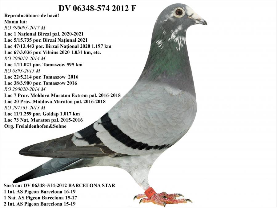 Columbofil.net - Licitatii porumbei