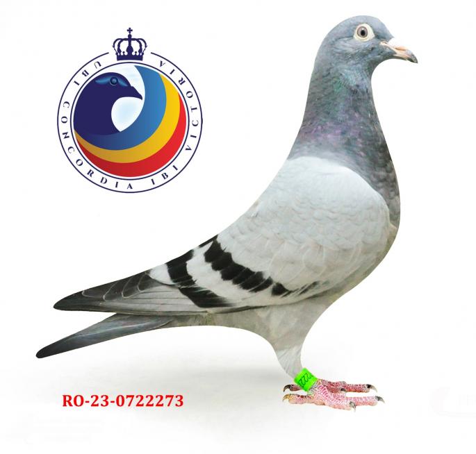 Columbofil.net - Licitatii porumbei