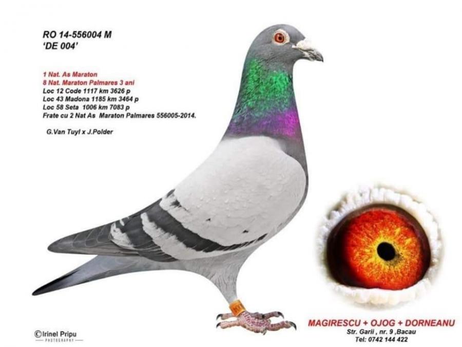 Columbofil.net - Licitatii porumbei