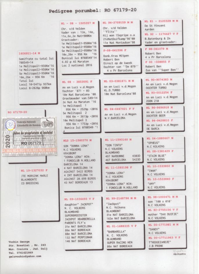 Columbofil.net - Licitatii porumbei