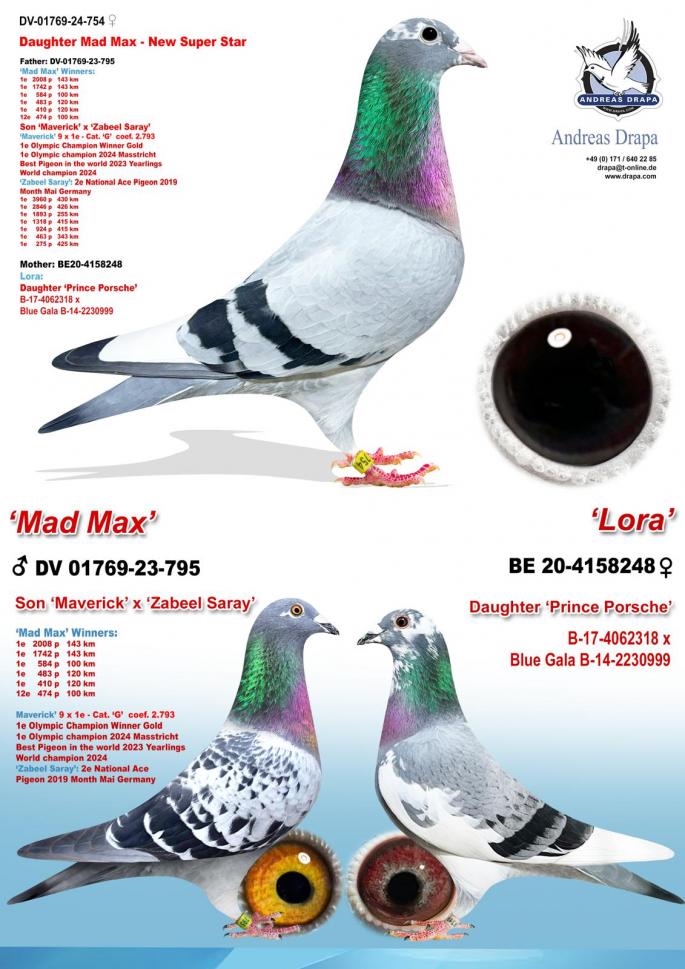 Columbofil.net - Licitatii porumbei