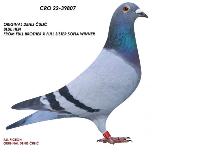 Columbofil.net - Licitatii porumbei