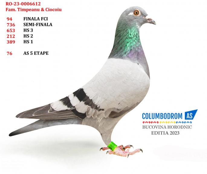 Columbofil.net - Licitatii porumbei