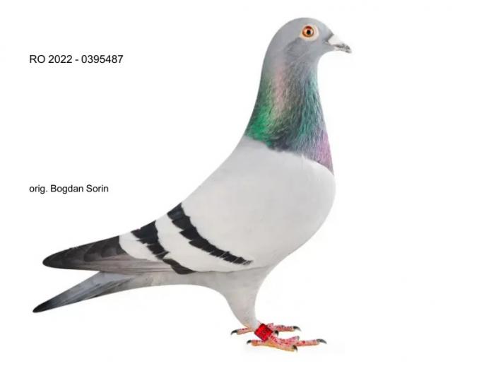 Columbofil.net - Licitatii porumbei