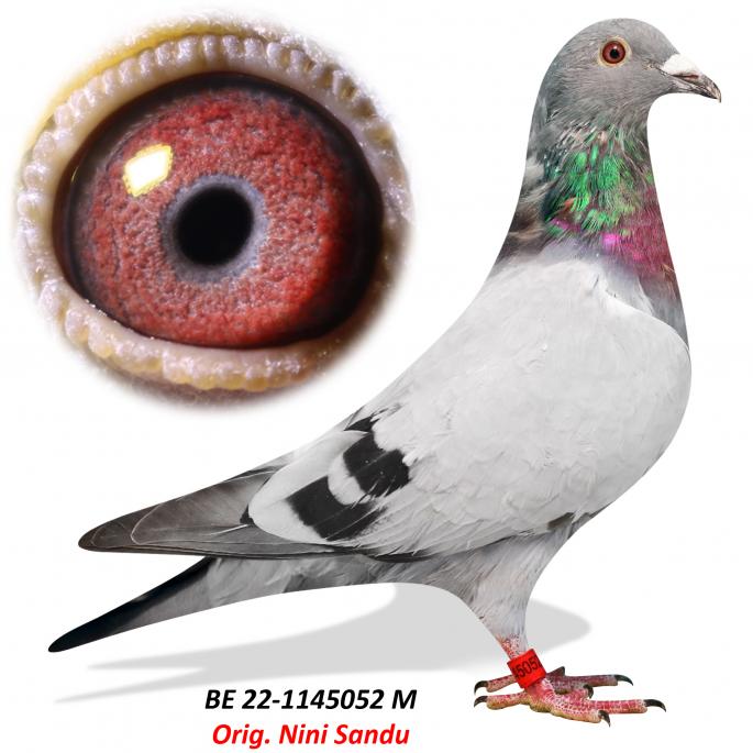 Columbofil.net - Licitatii porumbei