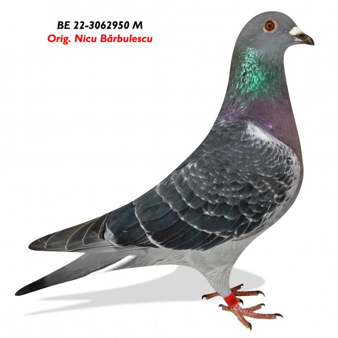 Columbofil.net - Licitatii porumbei