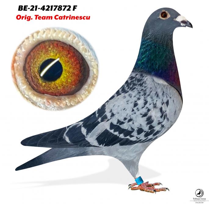 Columbofil.net - Licitatii porumbei