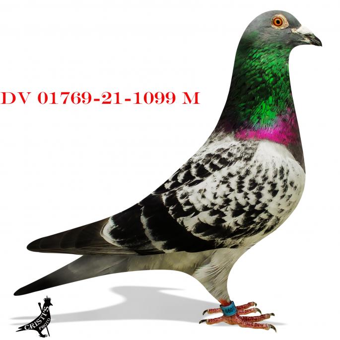 Columbofil.net - Licitatii porumbei