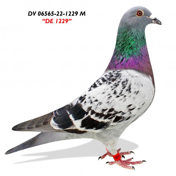 Columbofil.net - Licitatii porumbei