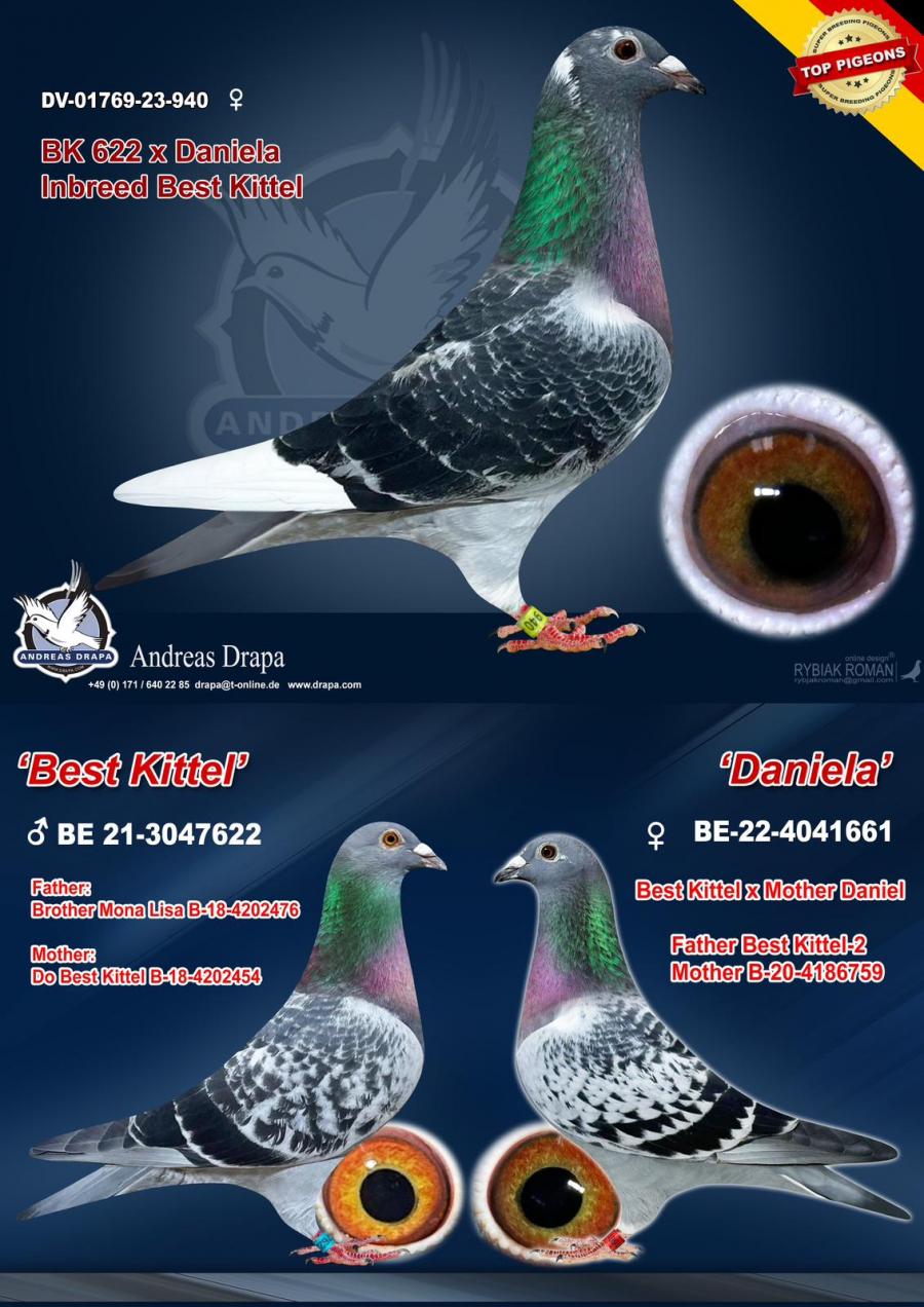 Columbofil.net - Licitatii porumbei