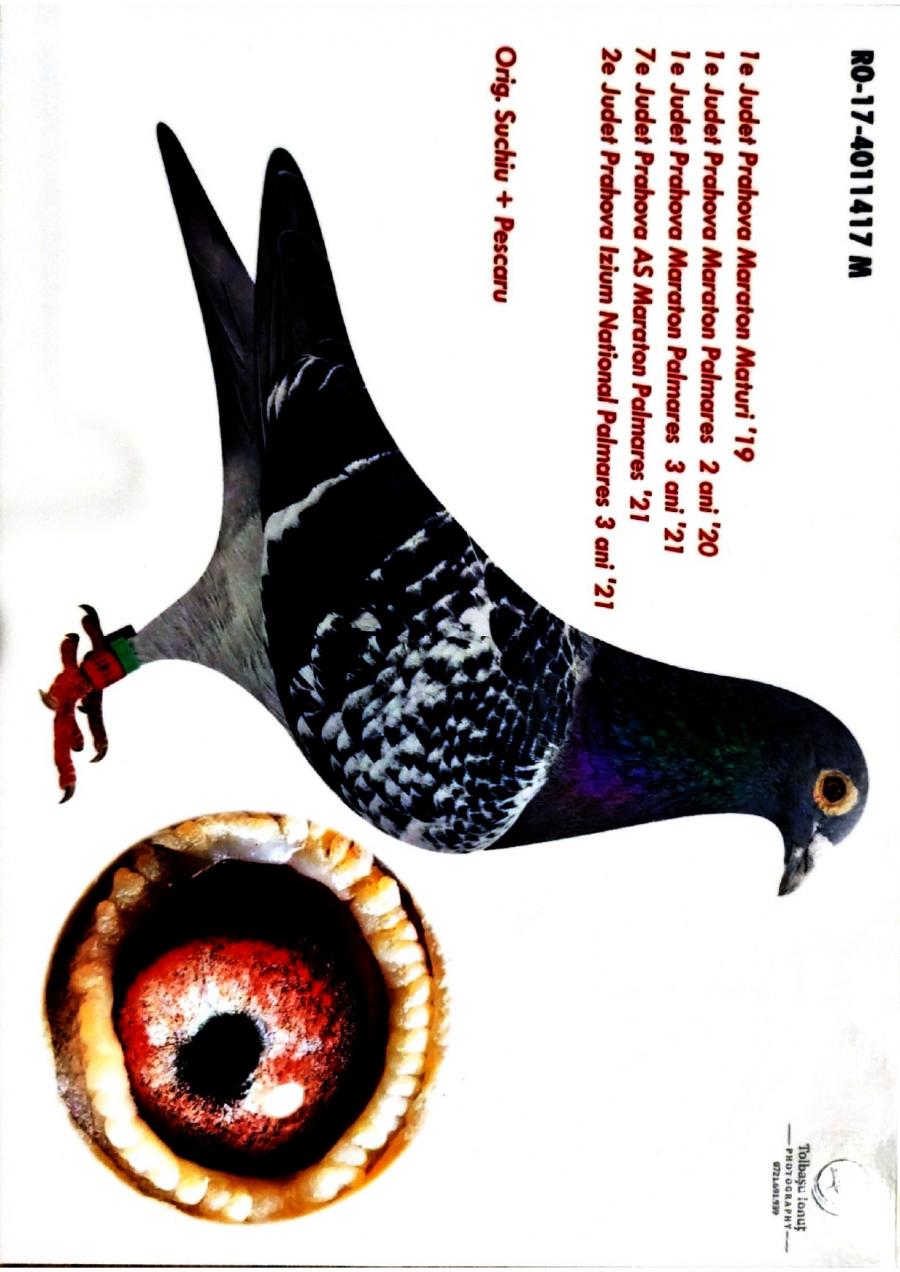 Columbofil.net - Licitatii porumbei