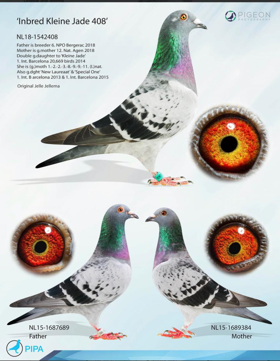 Columbofil.net - Licitatii porumbei