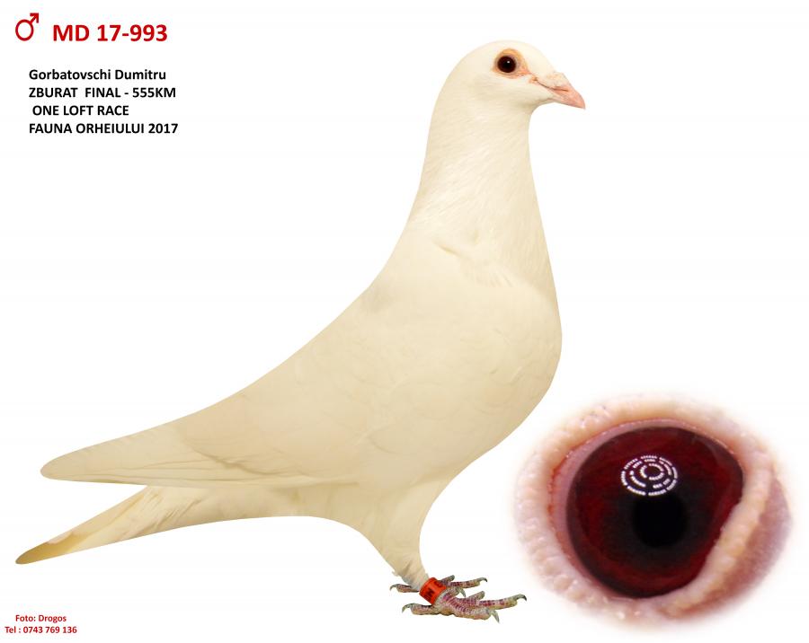 Columbofil.net - Licitatii porumbei