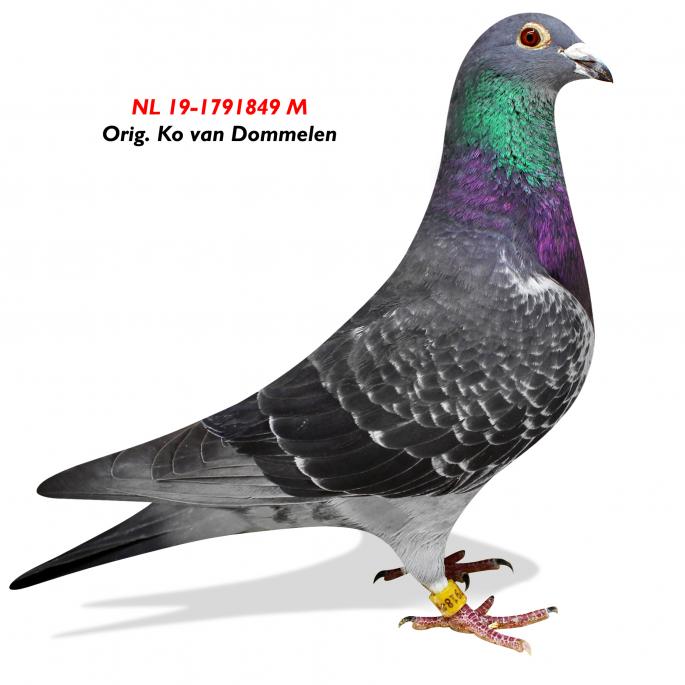 Columbofil.net - Licitatii porumbei