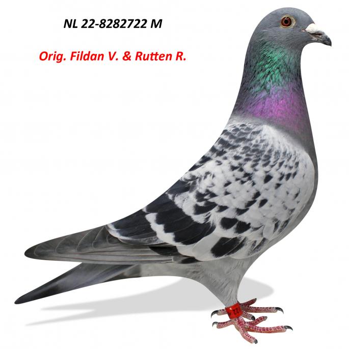 Columbofil.net - Licitatii porumbei