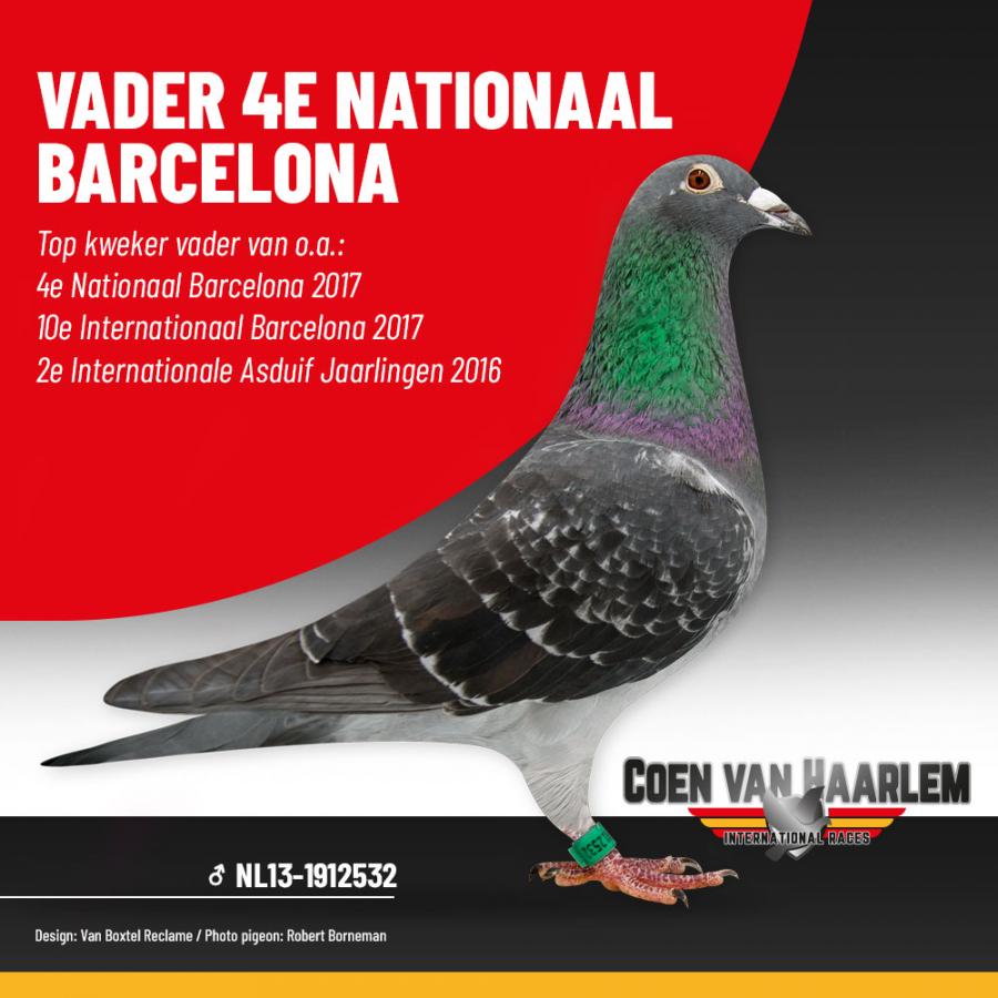 Columbofil.net - Licitatii porumbei