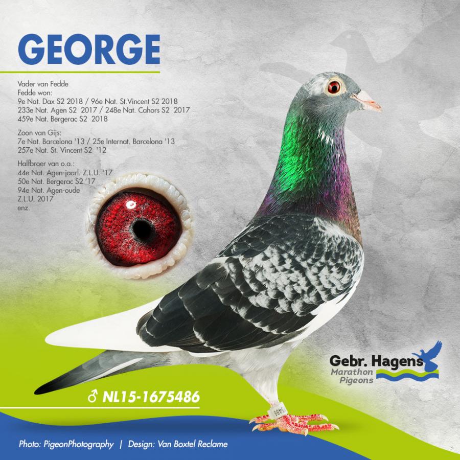 Columbofil.net - Licitatii porumbei