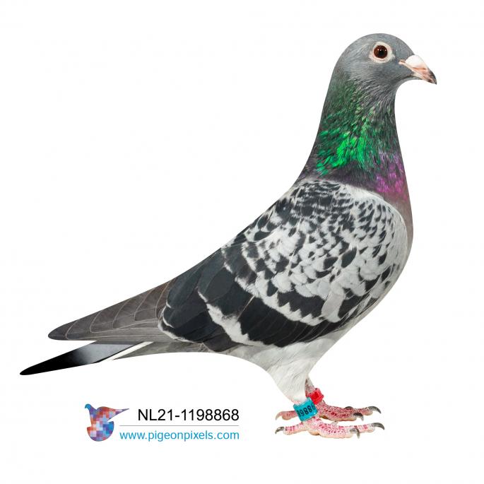 Columbofil.net - Licitatii porumbei