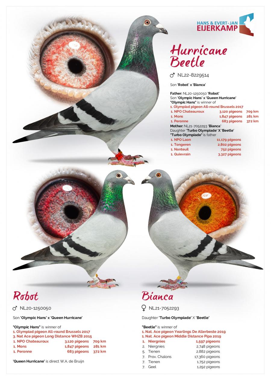 Columbofil.net - Licitatii porumbei