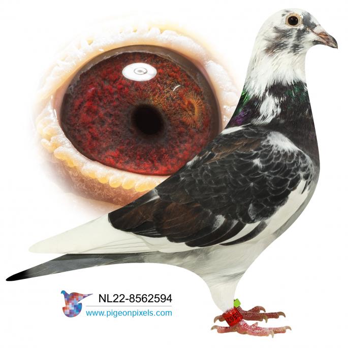 Columbofil.net - Licitatii porumbei