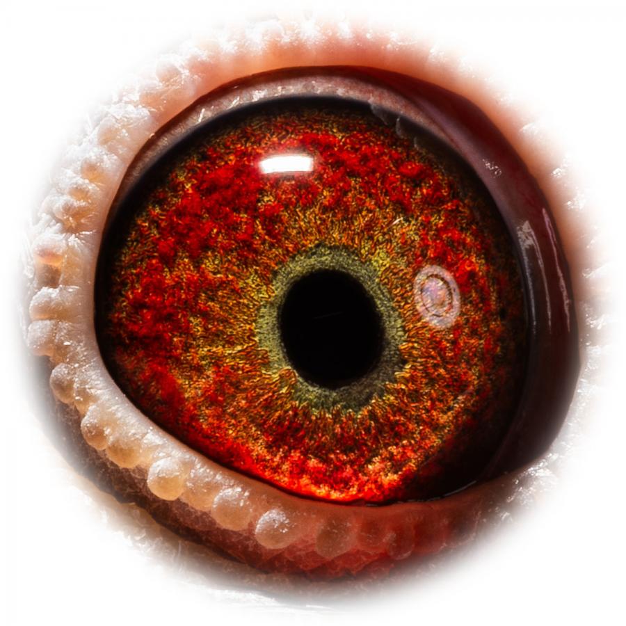 Columbofil.net - Licitatii porumbei