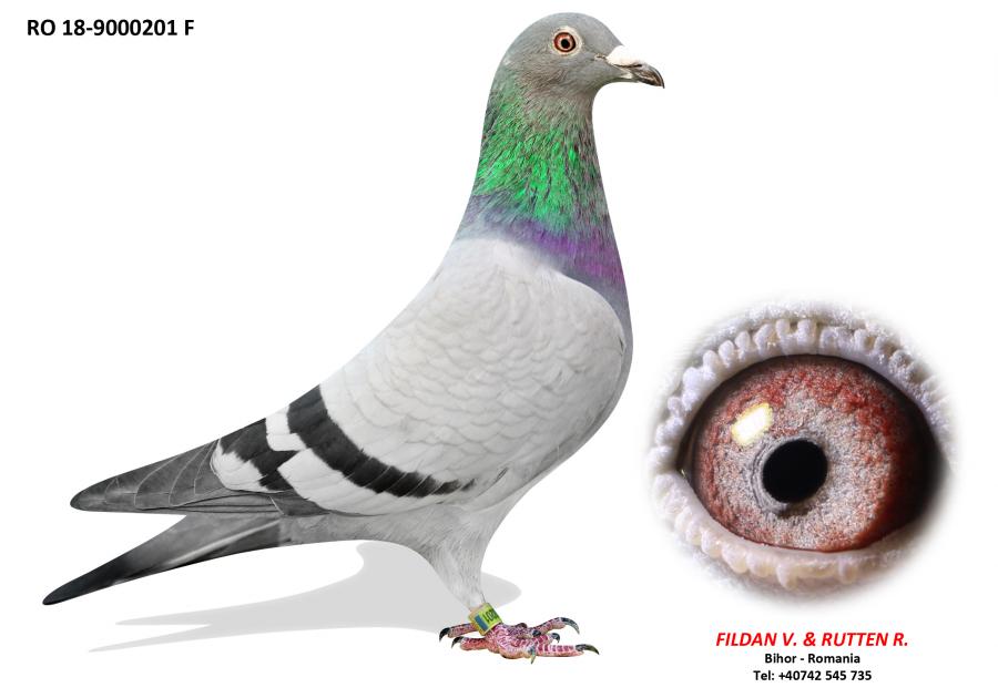 Columbofil.net - Licitatii porumbei