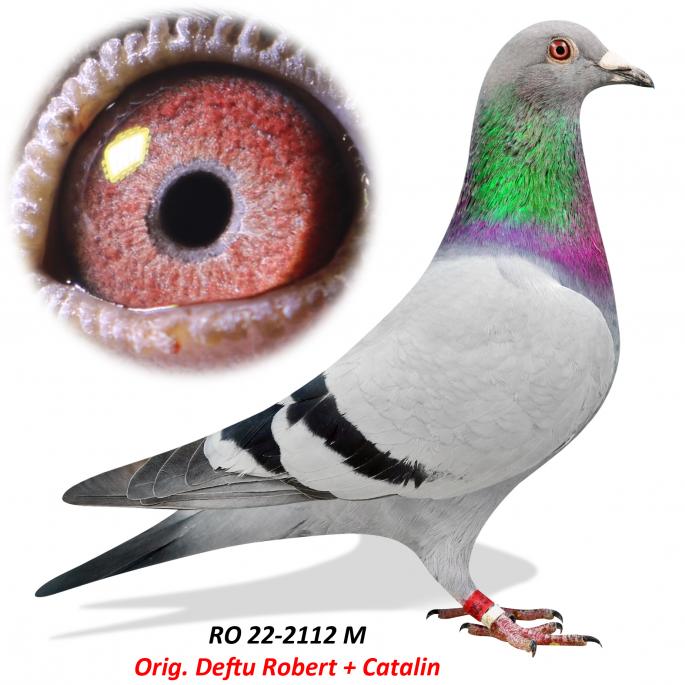 Columbofil.net - Licitatii porumbei