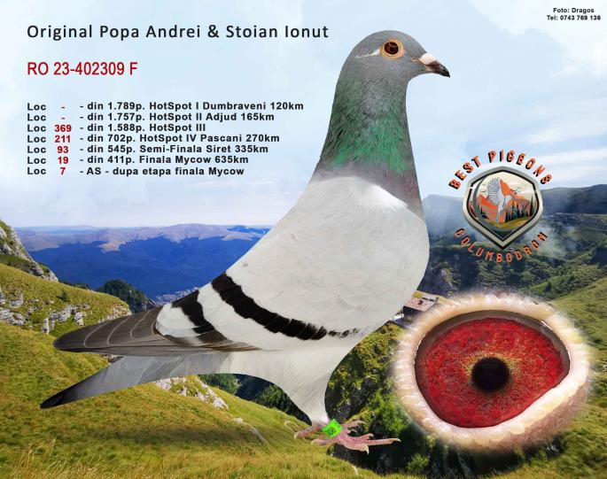 Columbofil.net - Licitatii porumbei