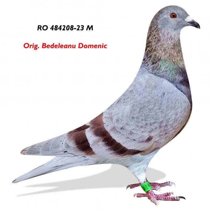 Columbofil.net - Licitatii porumbei