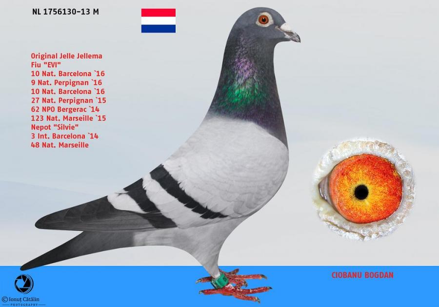 Columbofil.net - Licitatii porumbei