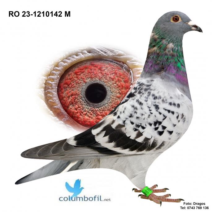 Columbofil.net - Licitatii porumbei