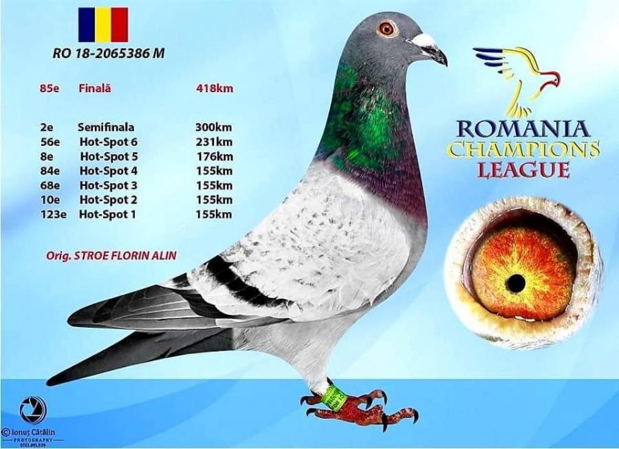 Columbofil.net - Licitatii porumbei