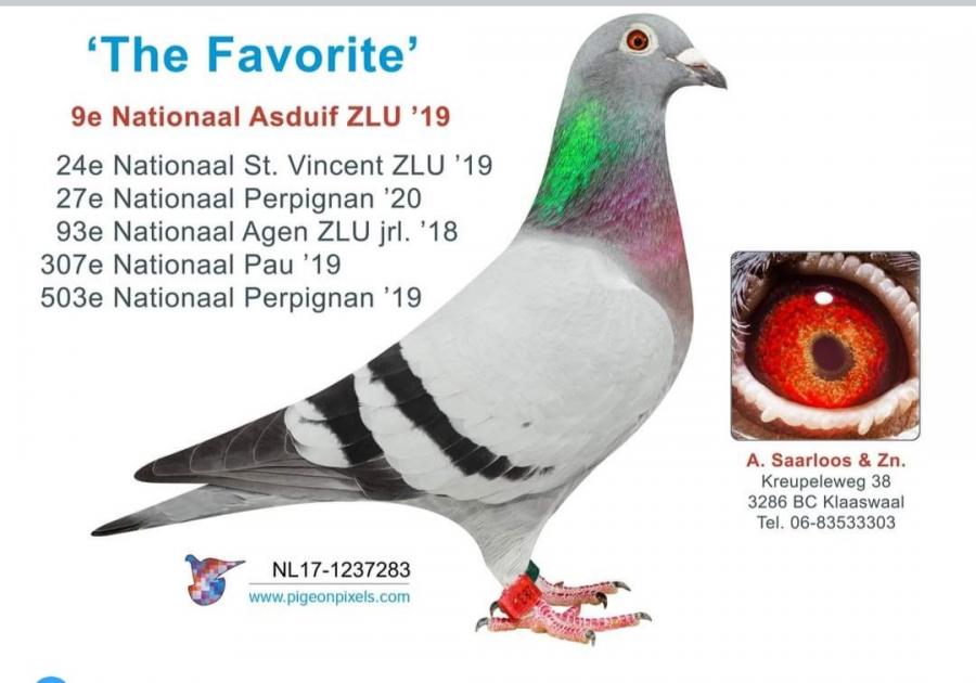 Columbofil.net - Licitatii porumbei