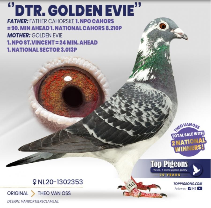 Columbofil.net - Licitatii porumbei