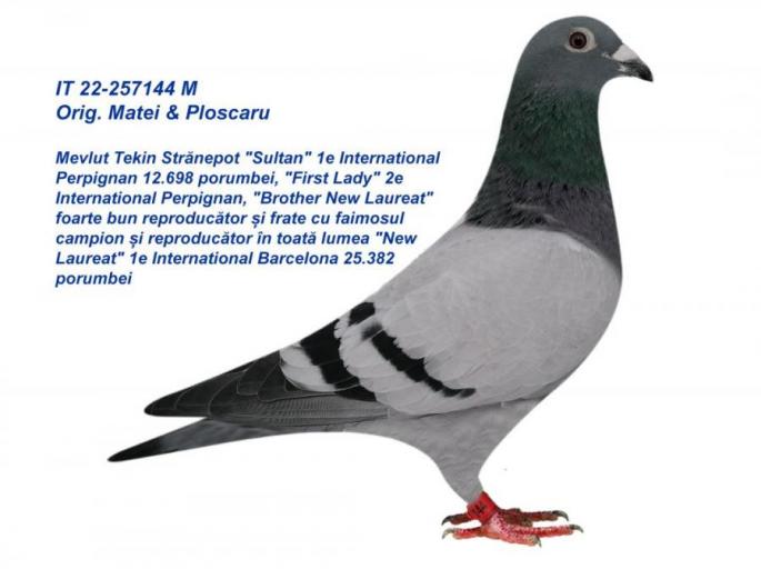 Columbofil.net - Licitatii porumbei