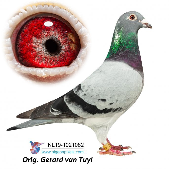 Columbofil.net - Licitatii porumbei