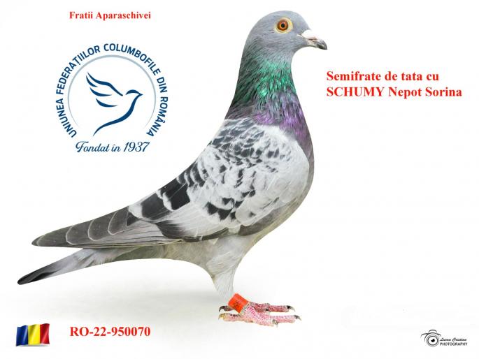 Columbofil.net - Licitatii porumbei