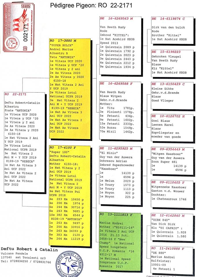 Columbofil.net - Licitatii porumbei