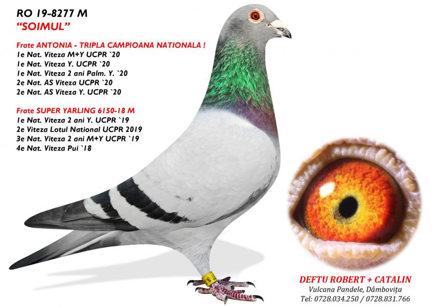 Columbofil.net - Licitatii porumbei