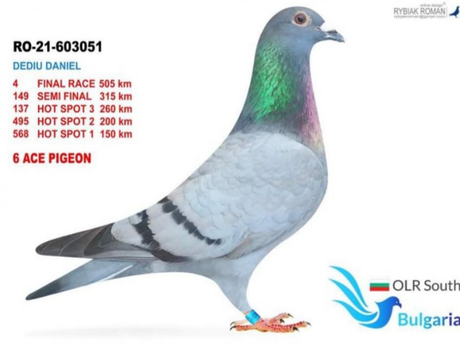 Columbofil.net - Licitatii porumbei