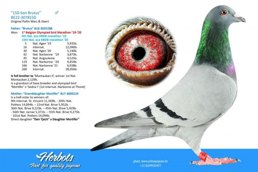 Columbofil.net - Licitatii porumbei