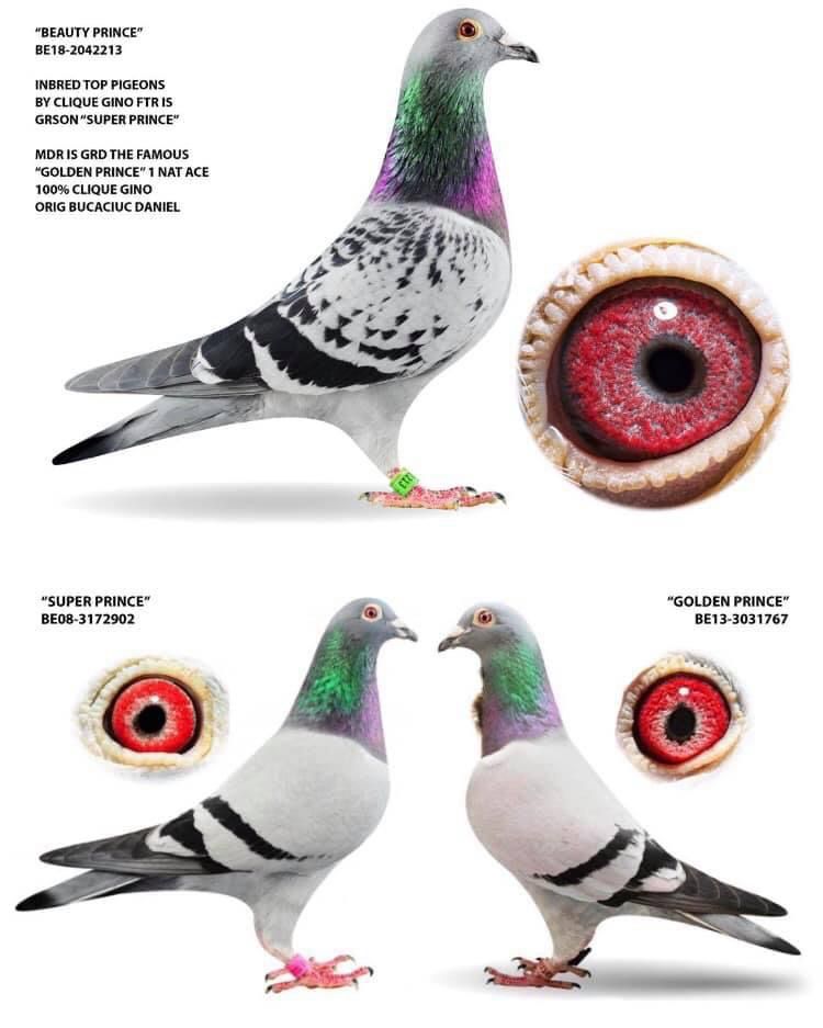 Columbofil.net - Licitatii porumbei